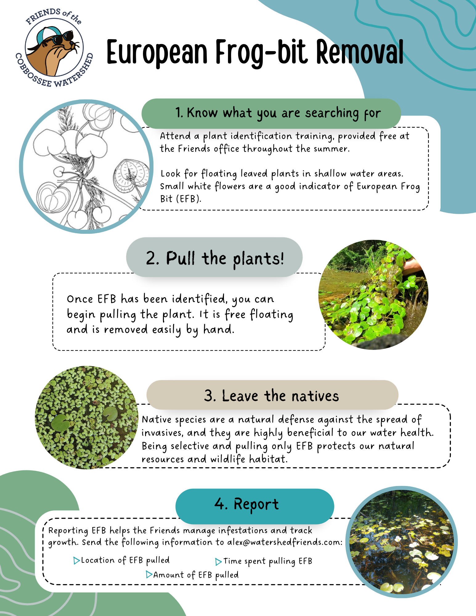 European Frogbit | Friends of the Cobbossee Watershed